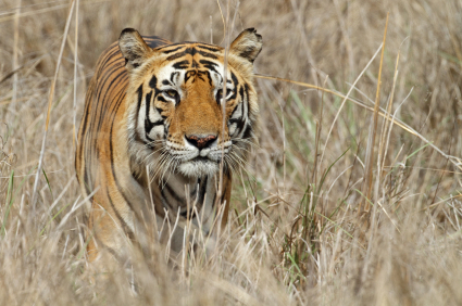 New 'Timid to Tiger' parenting-based group intervention for young ...