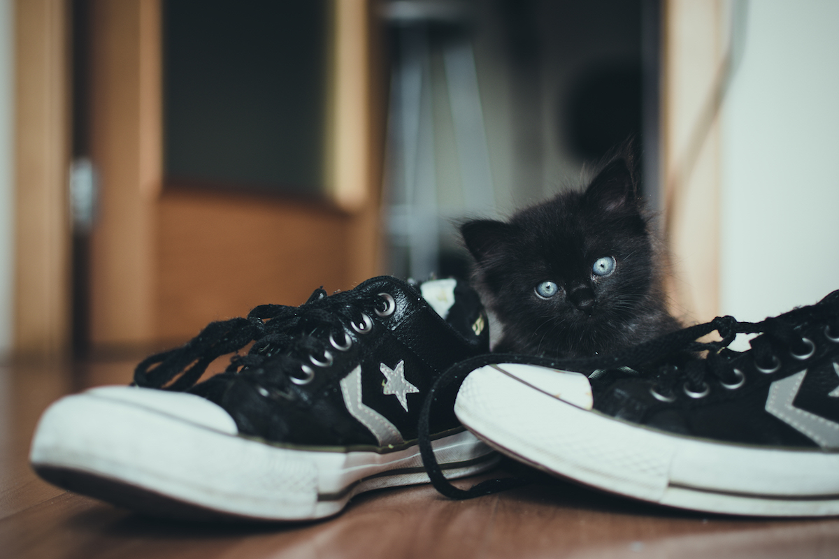 Captain Jack, The Cat - National Elf Service