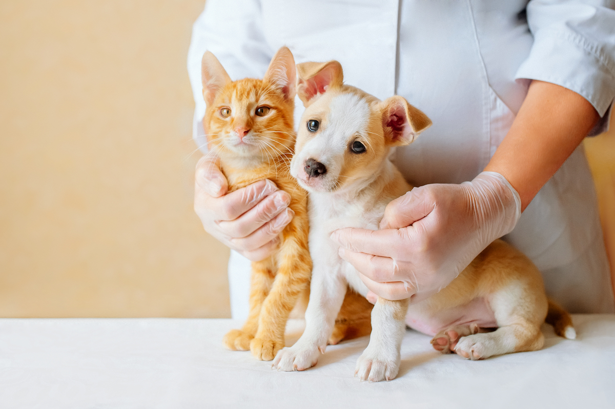 Cats and autistic people: scoping out the purrfect pair?